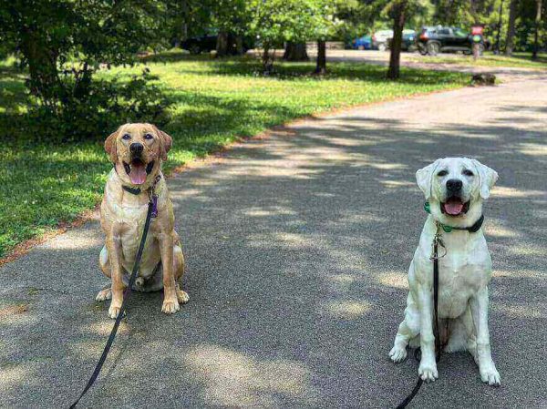 How Do Dogs Mate | Unfolding the Dog Mating Process